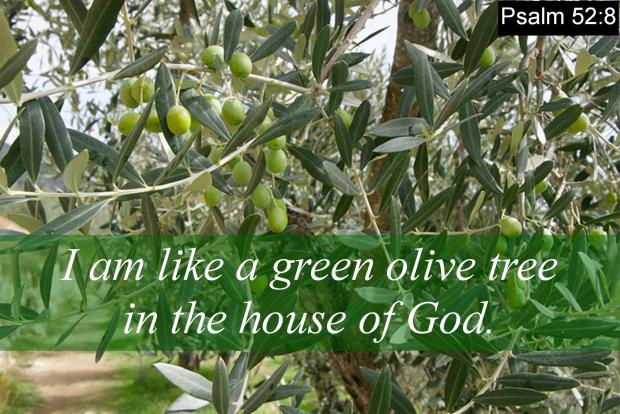 Praying Psalm 52 | Upward Ever...